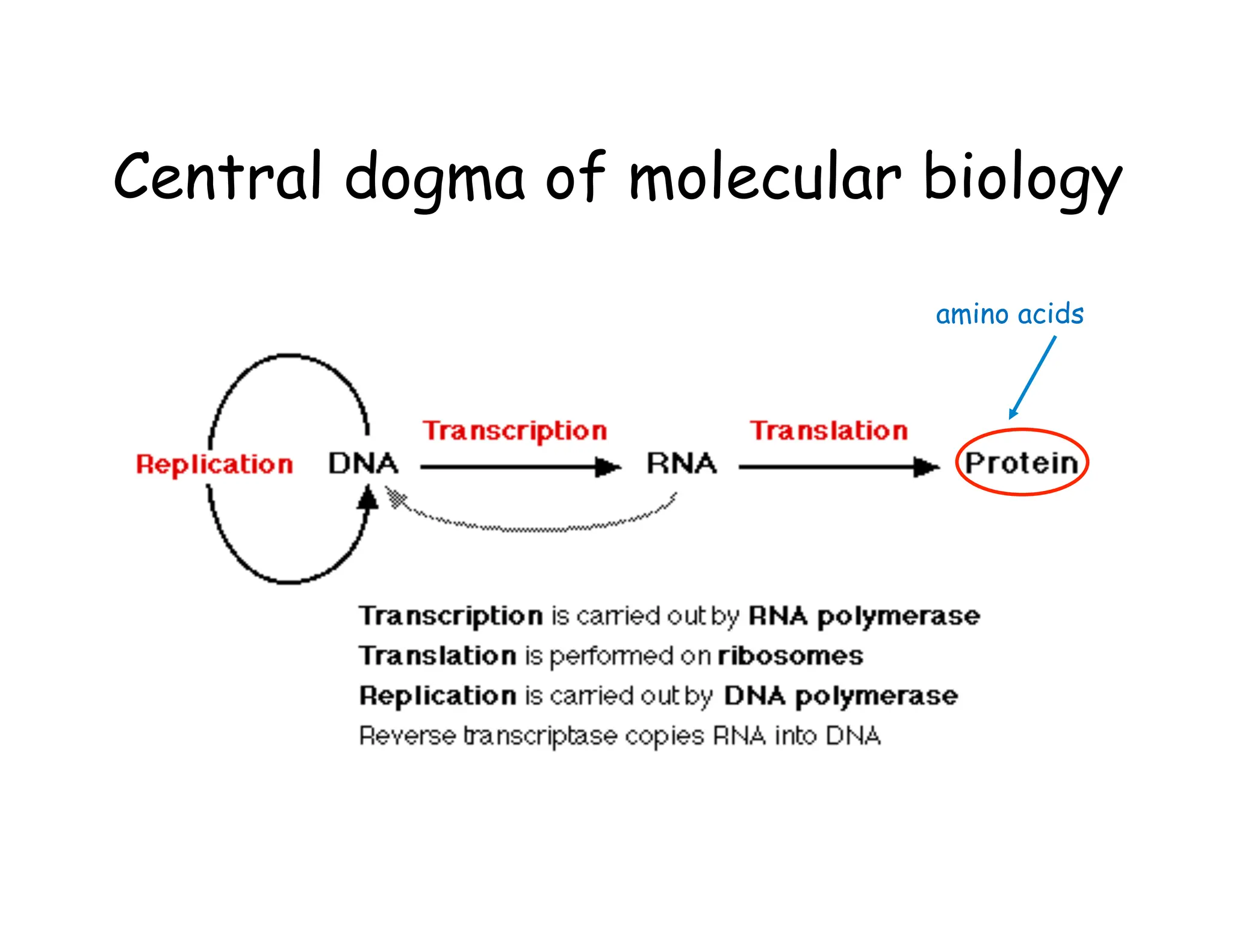 Molecular Biology:Central Dogma of Molecular Biology | PDF