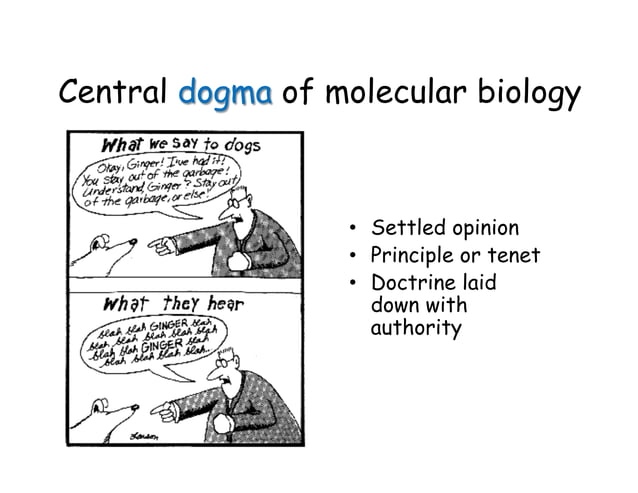 Molecular Biology:Central Dogma of Molecular Biology | PDF | Biological ...