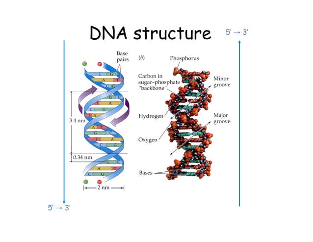 Molecular Biology:Central Dogma of Molecular Biology | PDF | Biological ...
