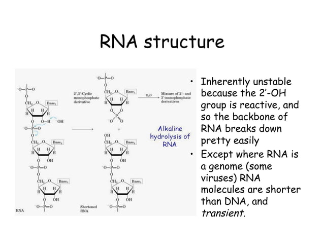 Molecular Biology:Central Dogma of Molecular Biology | PDF | Biological ...