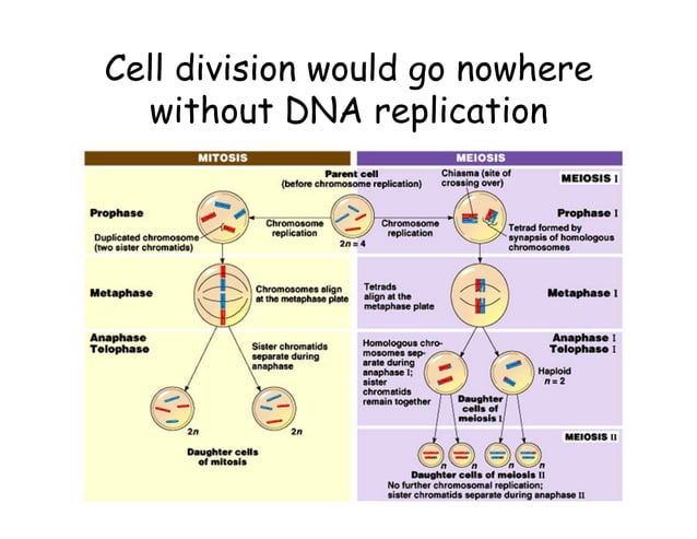 Molecular Biology:Central Dogma of Molecular Biology | PDF | Biological ...