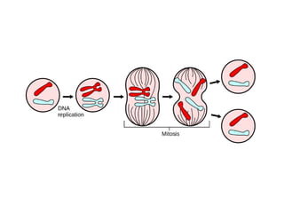 Exploring the Fascinating World of Cell Division: Understanding Mitosis ...