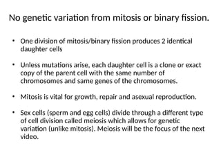 Exploring the Fascinating World of Cell Division: Understanding Mitosis ...
