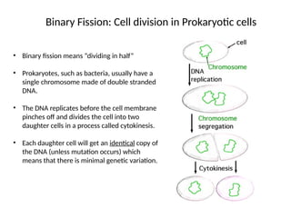 Exploring the Fascinating World of Cell Division: Understanding Mitosis ...