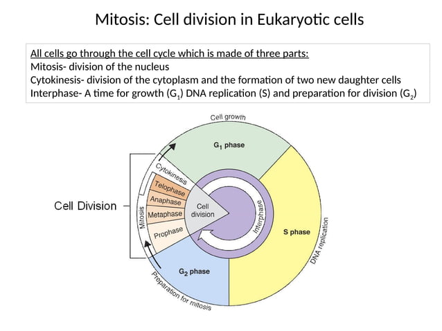 Exploring the Fascinating World of Cell Division: Understanding Mitosis ...