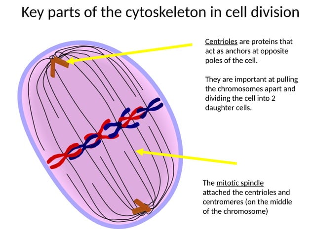 Exploring the Fascinating World of Cell Division: Understanding Mitosis ...