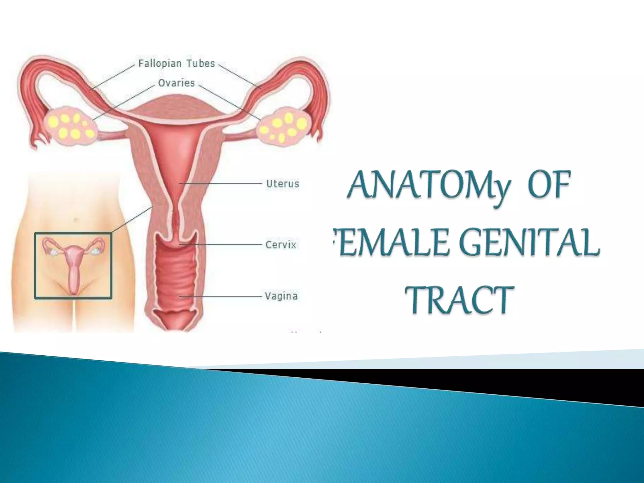 Anatomy of female genital tract | PPTX