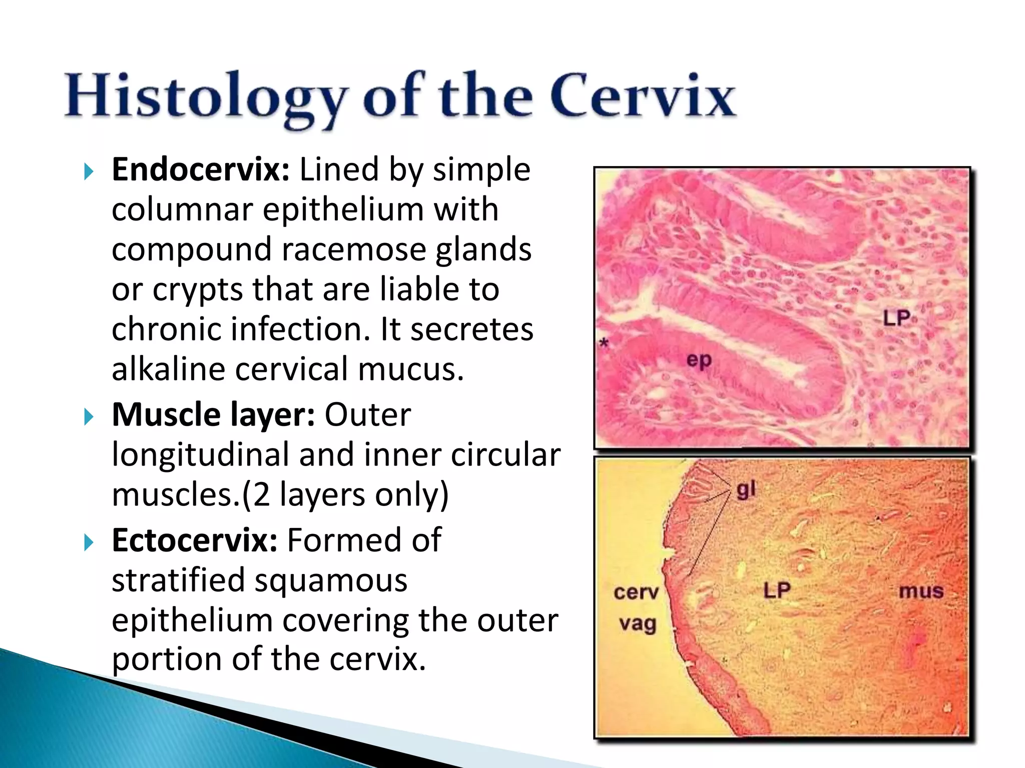 Anatomy of female genital tract | PPTX