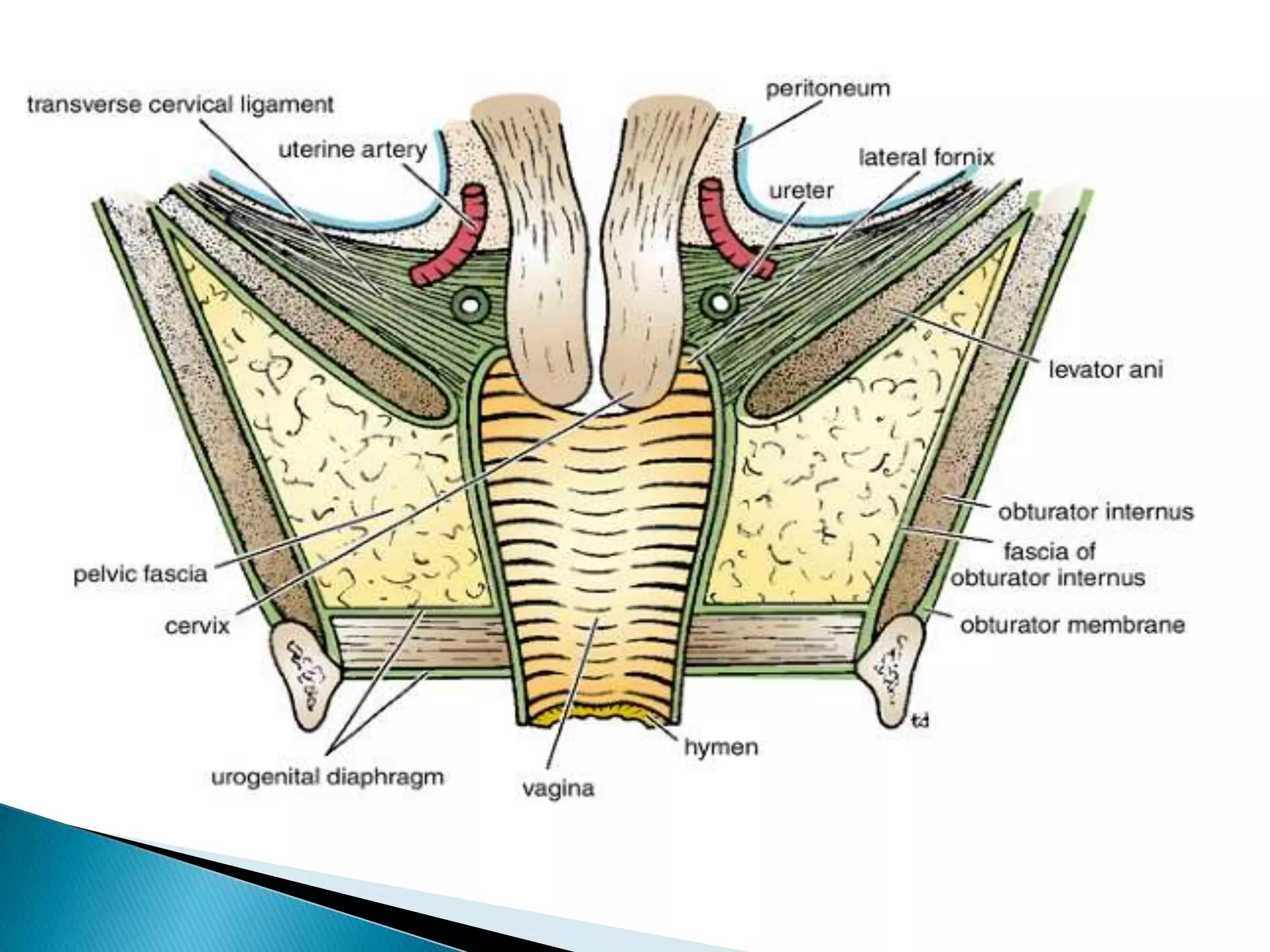 Anatomy of female genital tract | PPTX