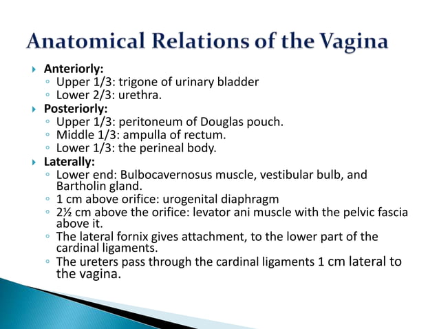 Anatomy Of Female Genital Tract