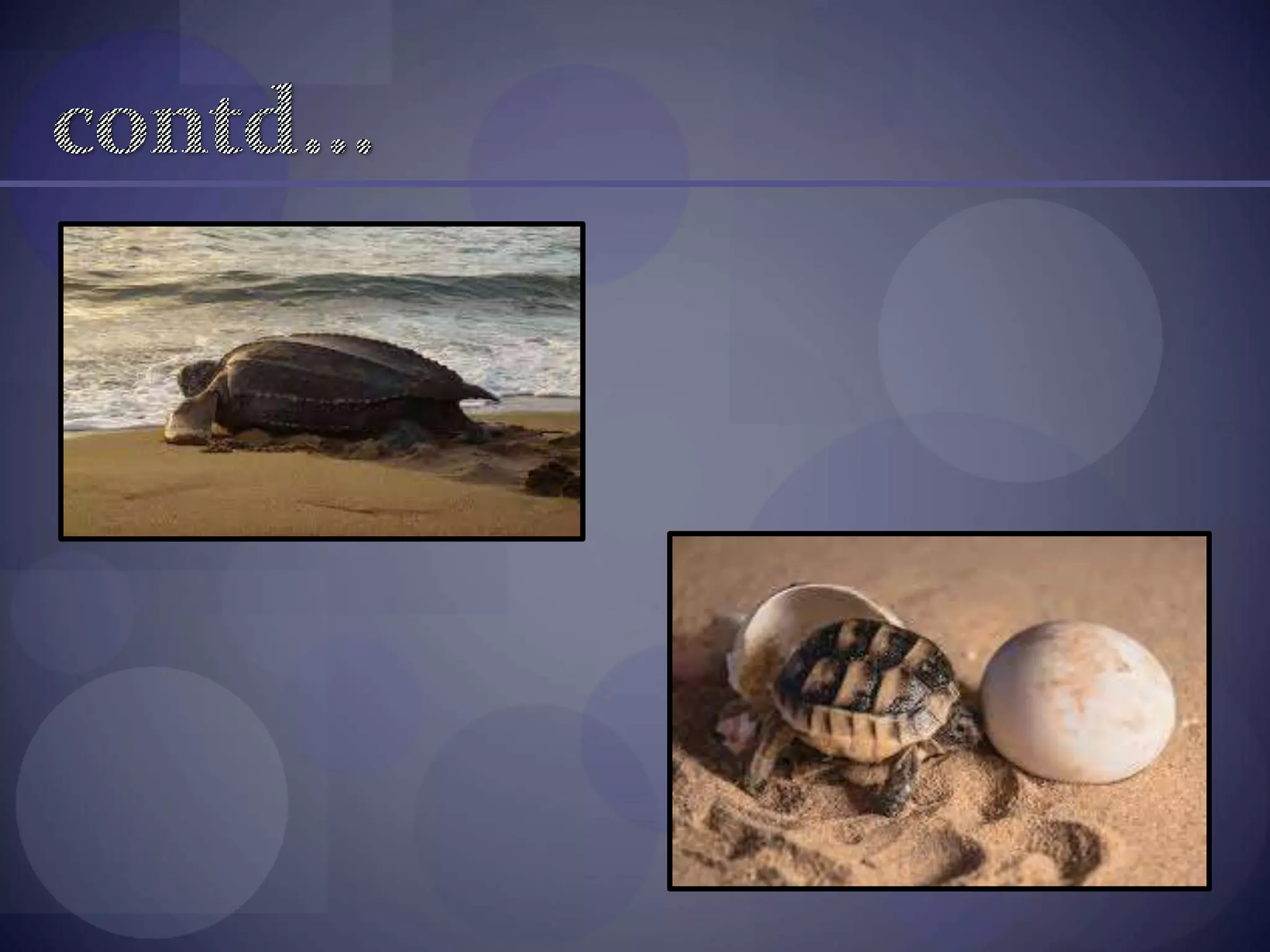 Sandy beach ecosystem.ppt
