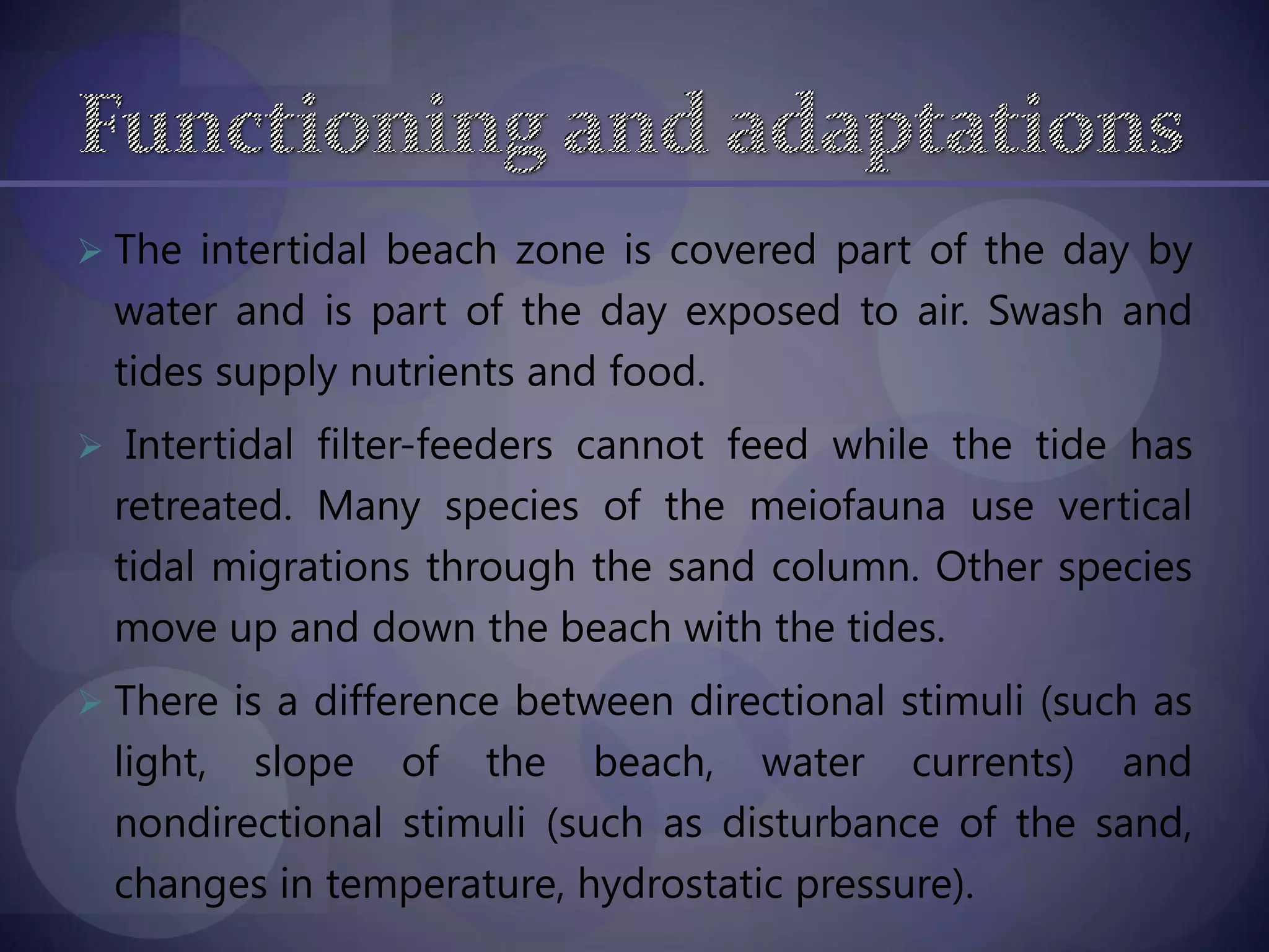 Sandy beach ecosystem.ppt