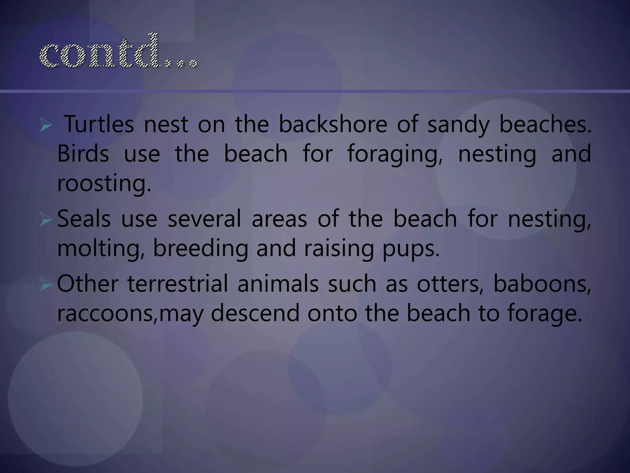 Sandy beach ecosystem.ppt