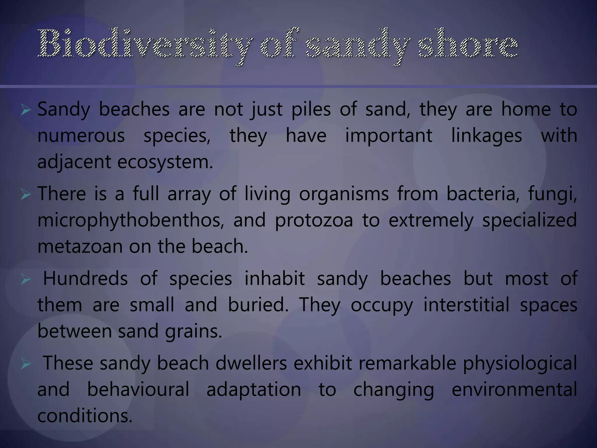 Sandy beach ecosystem.ppt