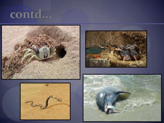 Sandy beach ecosystem.ppt | Geography | Science