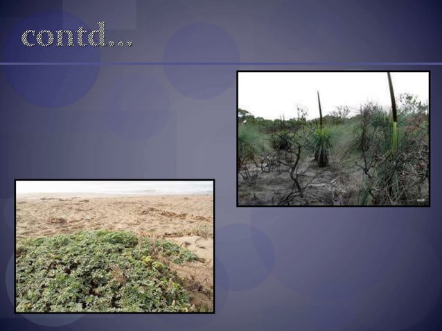 Sandy beach ecosystem.ppt | Geography | Science