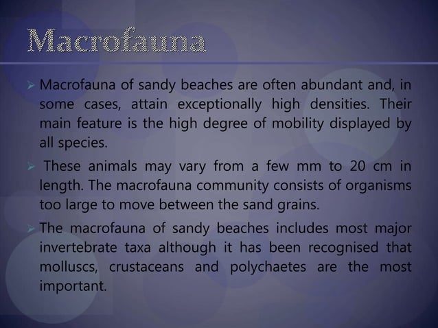 Sandy beach ecosystem.ppt | Geography | Science
