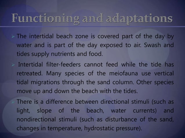 Sandy beach ecosystem.ppt | Geography | Science