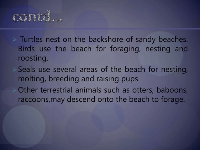 Sandy beach ecosystem.ppt | Geography | Science