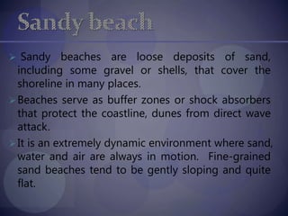 Sandy beach ecosystem.ppt