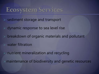 Sandy beach ecosystem.ppt