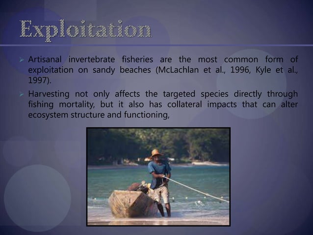 Sandy beach ecosystem.ppt | Geography | Science