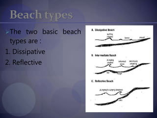 Sandy beach ecosystem.ppt
