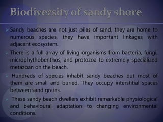 Sandy beach ecosystem.ppt