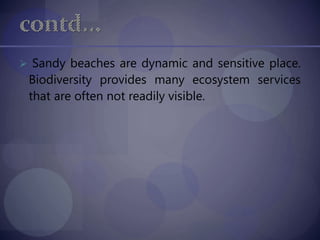 Sandy beach ecosystem.ppt