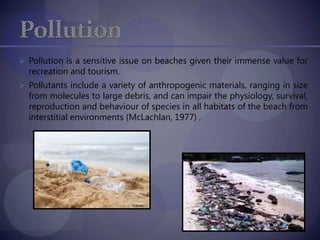 Sandy Beach Food Web