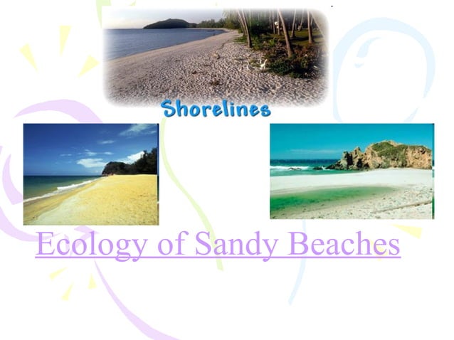 Sandyshore Ecosystem PowerPoint Presentation | PPT