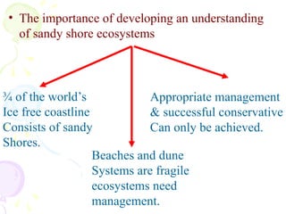 Sandyshore Ecosystem PowerPoint Presentation | PPT