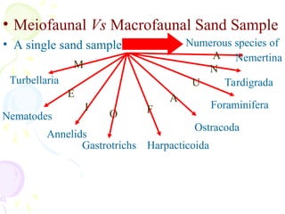 Sandyshore Ecosystem PowerPoint Presentation | PPT