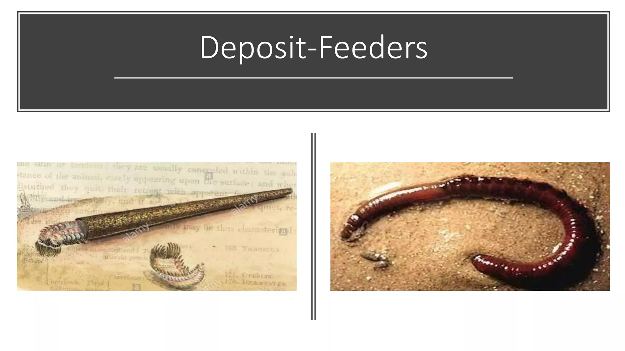 Sandy shore animals amazing features | PDF