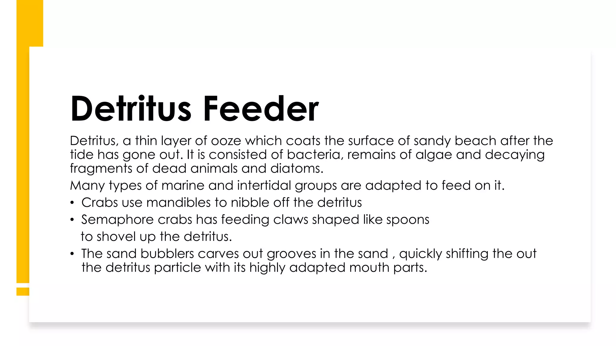 Sandy shore animals amazing features | PDF