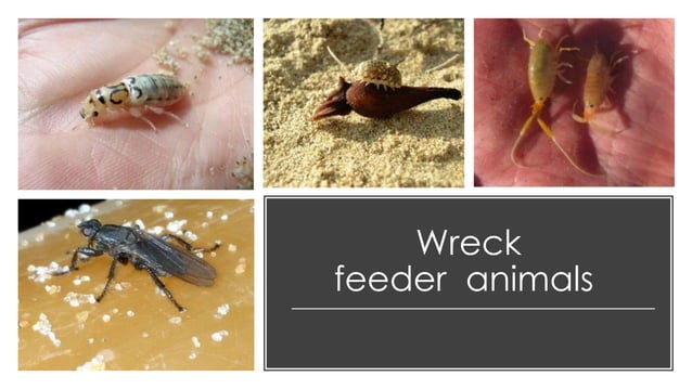 Sandy shore animals amazing features | PDF
