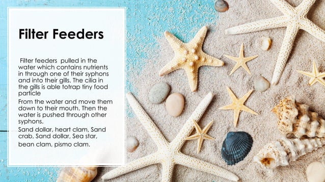 Sandy shore animals amazing features | PDF
