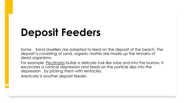 Sandy shore animals amazing features | PDF