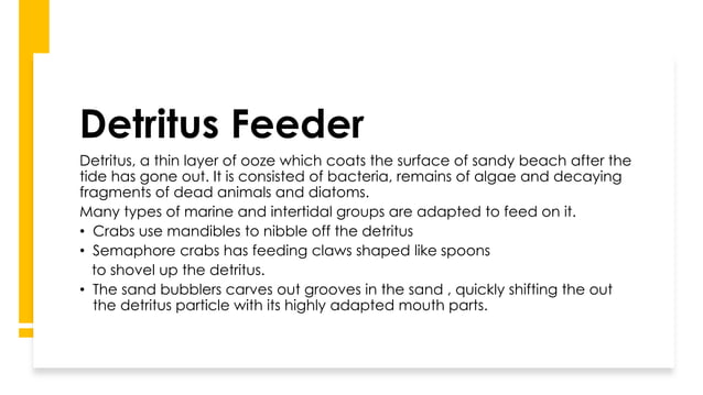 Sandy shore animals amazing features | PDF