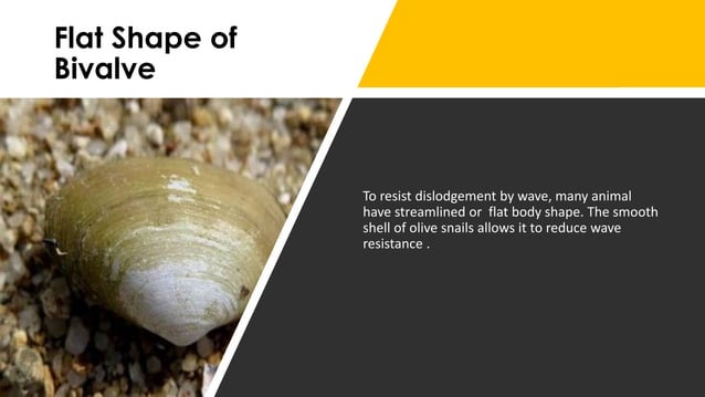 Sandy shore animals amazing features | PDF