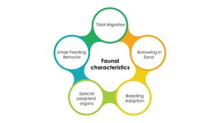 Sandy shore animals amazing features | PDF