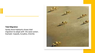 Sandy shore animals amazing features | PDF