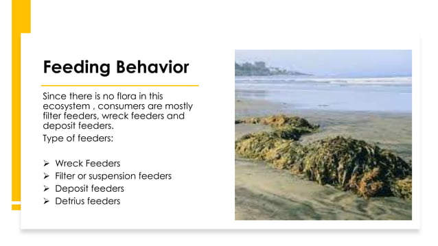 Sandy shore animals amazing features | PDF