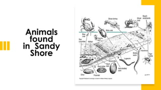 Sandy Beach Food Web