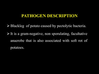 Black leg of potato | PPTX