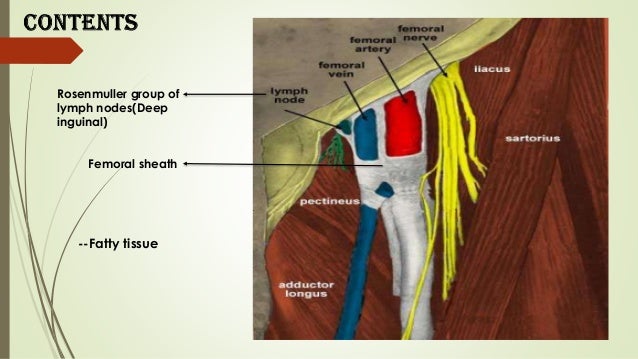 femoral triangle