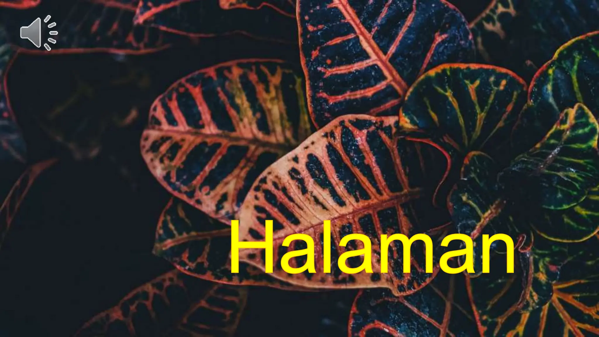 Sanga o tangkay ng halaman-Grade 3 .pptx