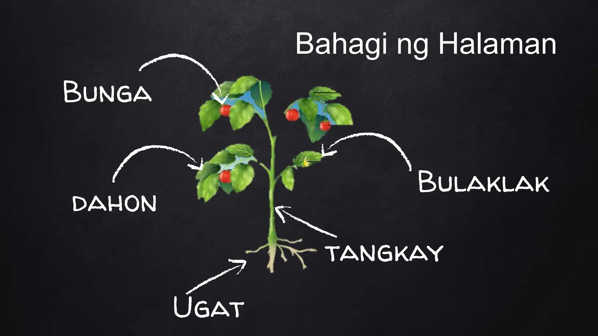 Sanga o tangkay ng halaman-Grade 3 .pptx