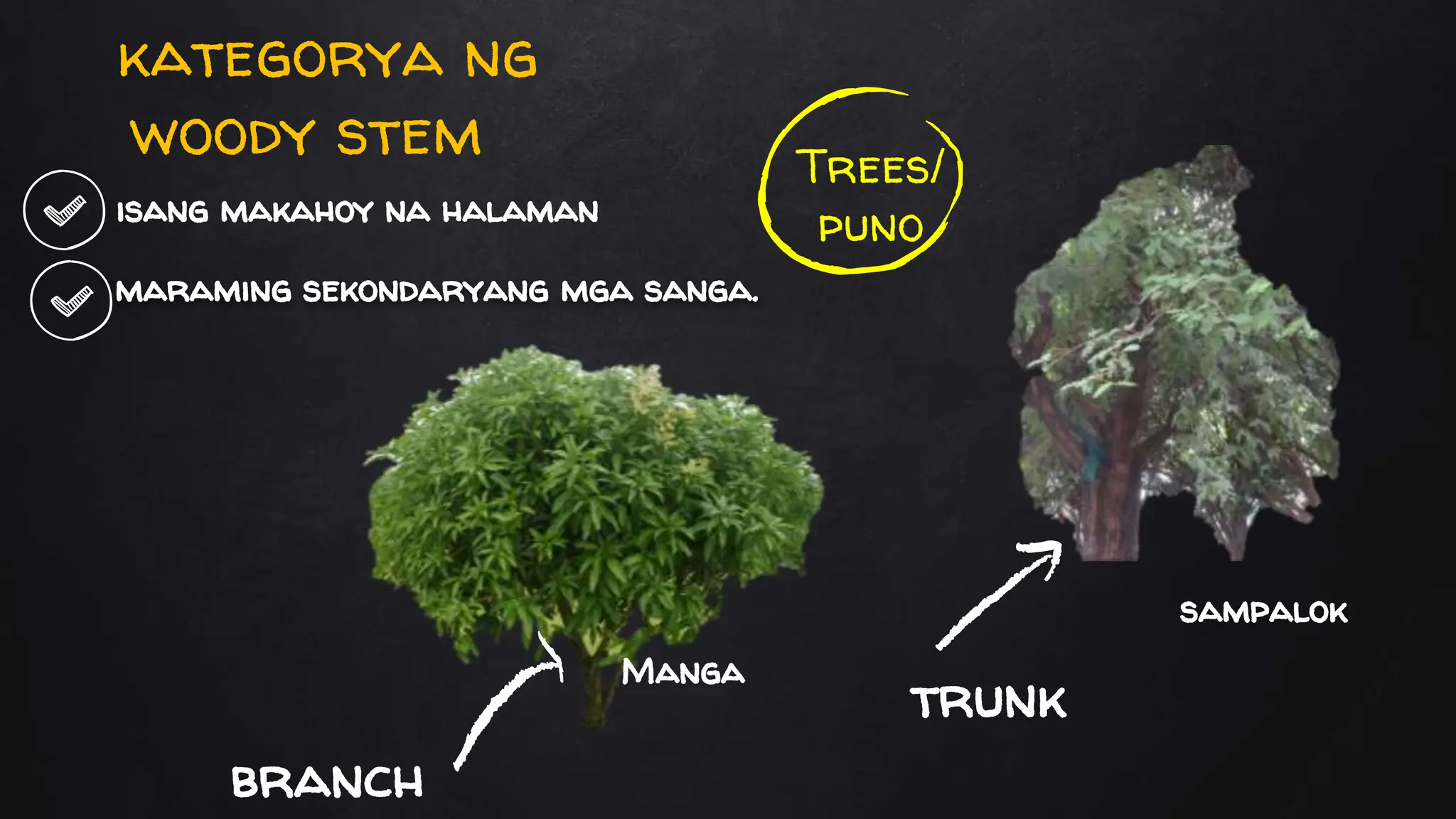Sanga o tangkay ng halaman-Grade 3 .pptx