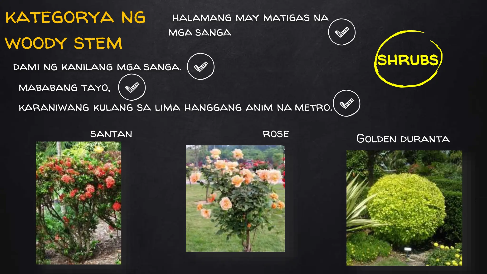 Sanga o tangkay ng halaman-Grade 3 .pptx